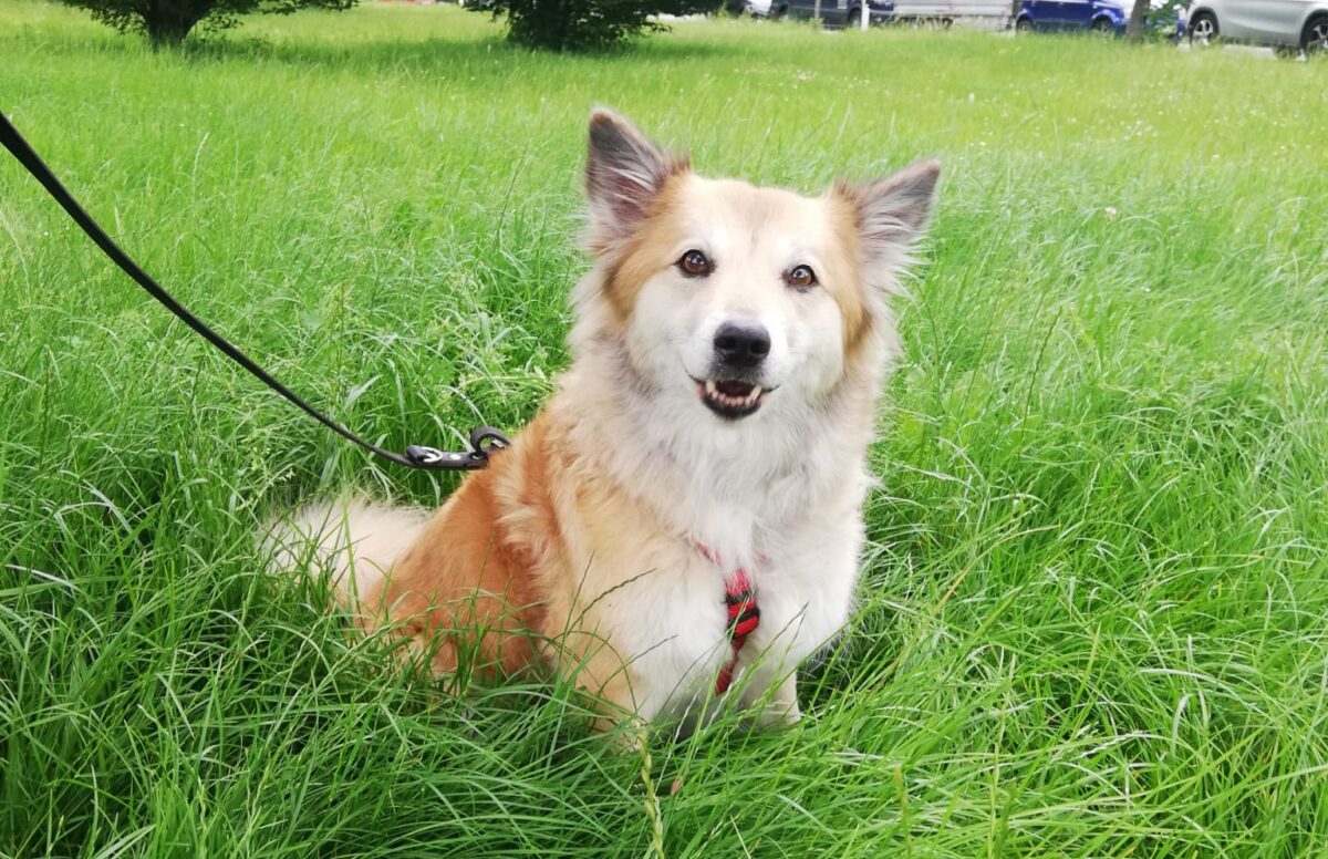 Vermittlungshilfe - Lamda – Tierschutzverein Landkreis Erding e.V.