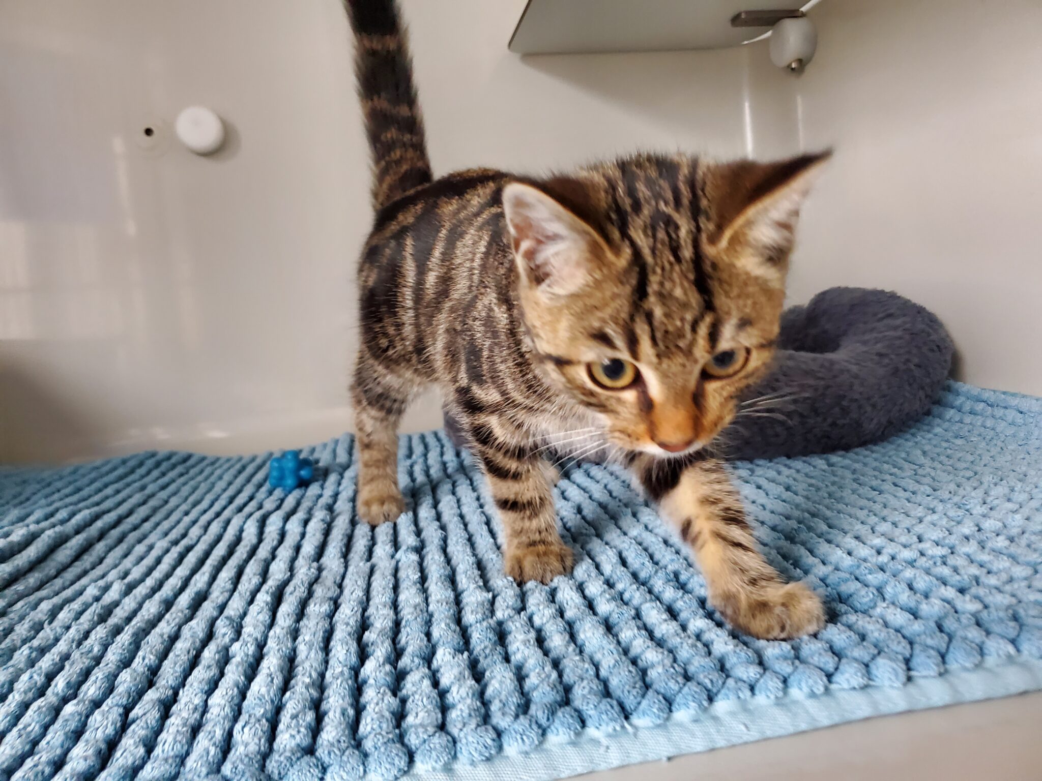 Fundkätzchen – Vilsöd/ Dorfen – Tierschutzverein Landkreis Erding e.V.