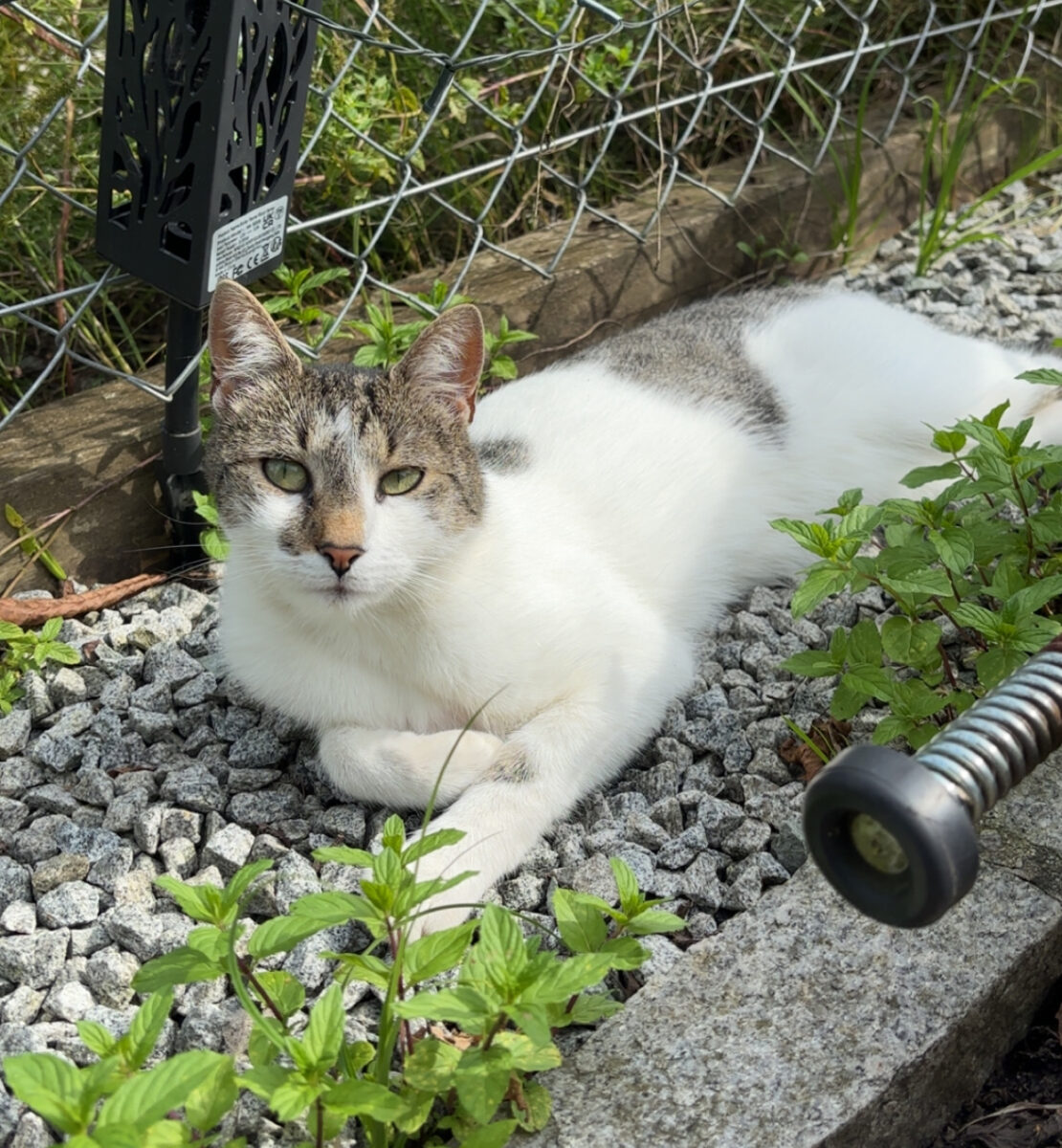 Lilo aus Taufkirchen/Vils vermisst – Tierschutzverein Landkreis Erding e.V.