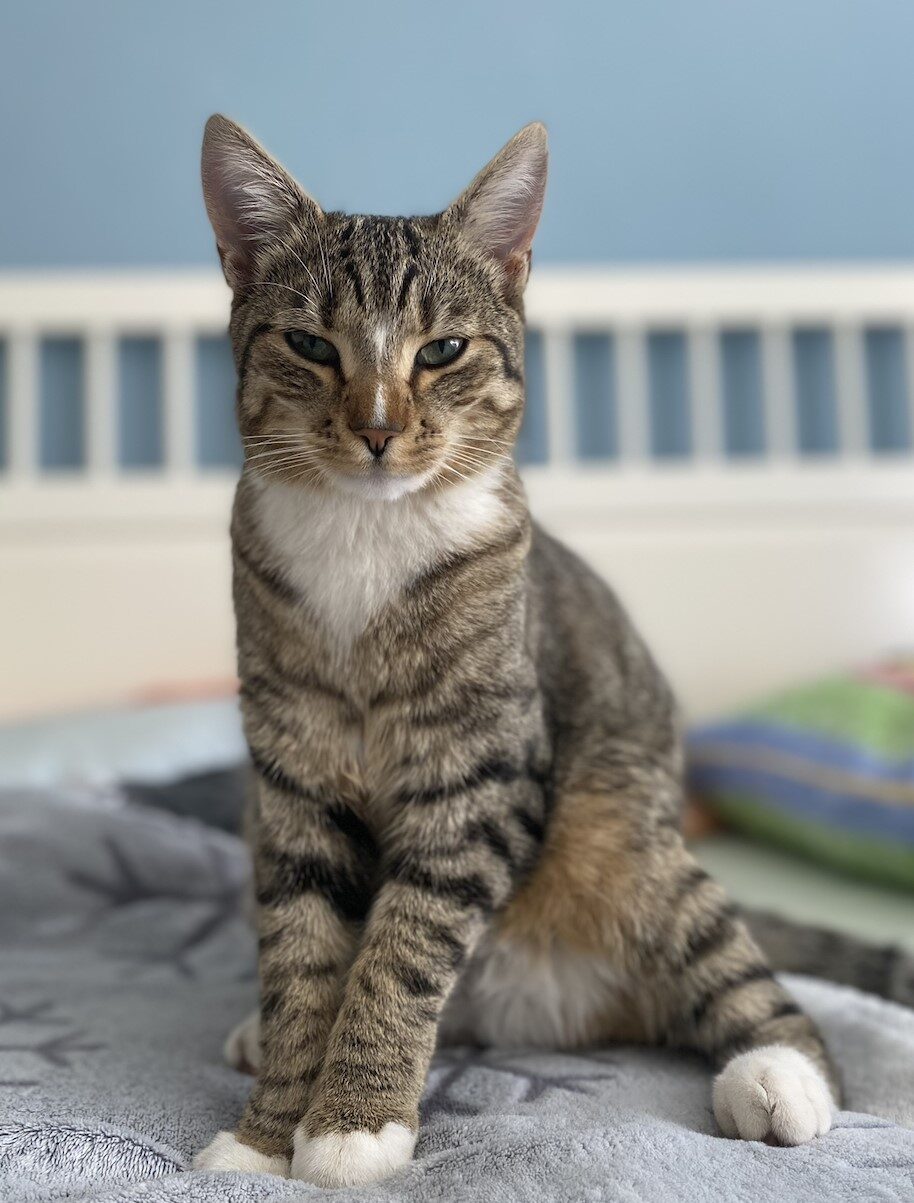 Mucki / Nepomuk aus Erding vermisst – Tierschutzverein Landkreis Erding ...